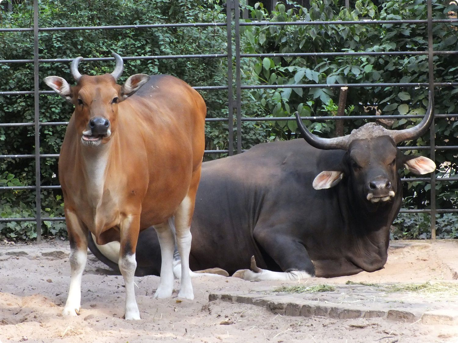 Zoo Berlin